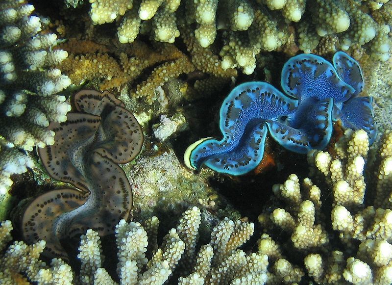 9 Fakta Menarik Kima Raksasa, Kerang Terbesar Ratusan Kilo!