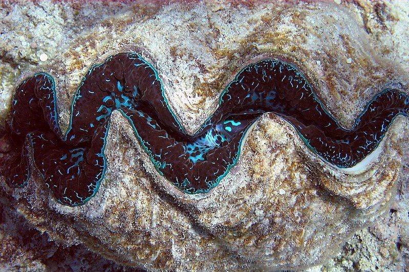 9 Fakta Menarik Kima Raksasa, Kerang Terbesar Ratusan Kilo!