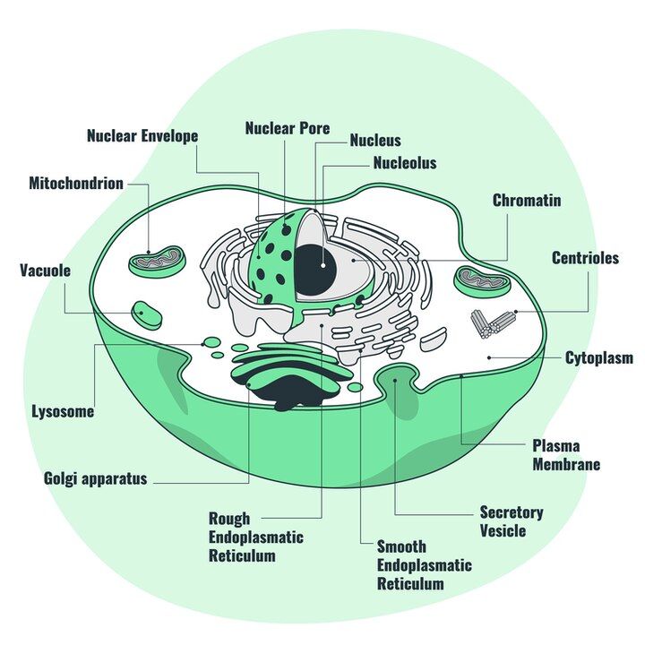 5 Fakta Sitoplasma, Ruang yang Menghubungkan Antar Organel