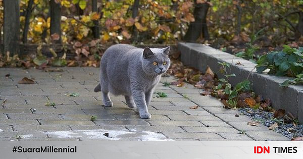 5 Spesies Kucing Paling Populer di Filipina