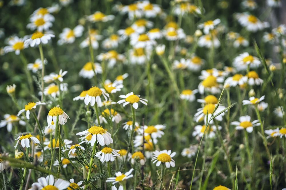 Fakta Tanaman Chamomile yang Jarang Diketahui Orang