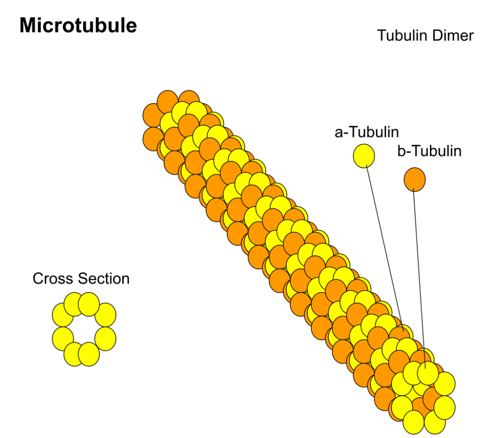 5 Fakta Mikrotubulus, Organel yang Mempertahankan Bentuk Sel