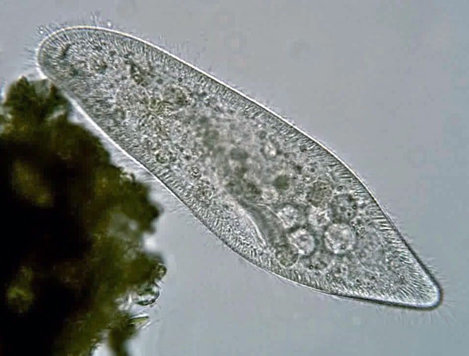 5 Fakta Ciliata, Protozoa yang Bergerak dengan Rambut Getar