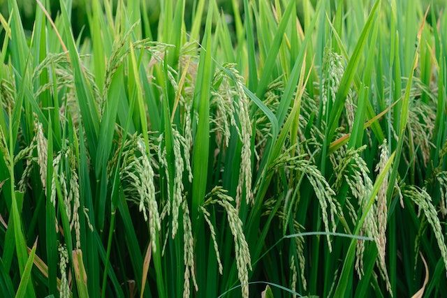5 Nasihat Hidup dari Tanaman Padi, Ajarkan Kerendahan Hati