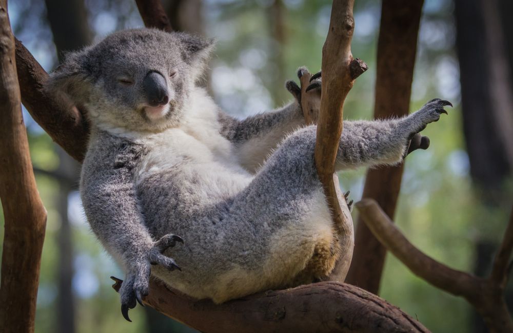5 Fakta Koala yang Jarang Diketahui, Hewan yang Gemar Tidur! 5 Fakta Koala yang Jarang Diketahui, Hewan yang Gemar Tidur!