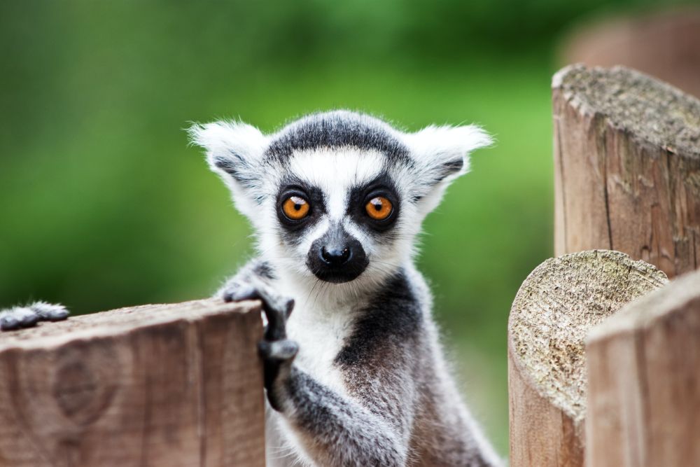 5 Fakta Lemur yang Jarang Diketahui, Hewan Endemi Madagaskar