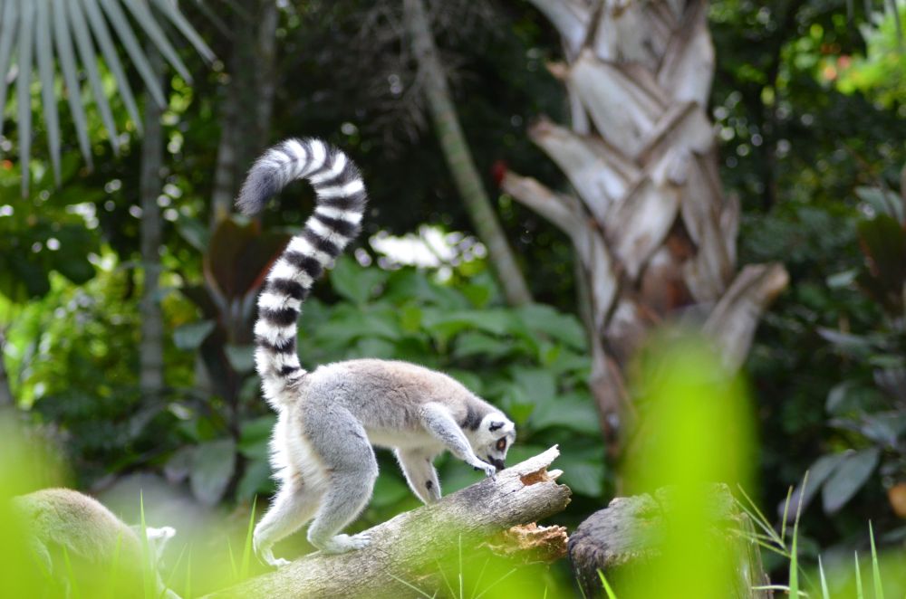 5 Fakta Lemur yang Jarang Diketahui, Hewan Endemi Madagaskar