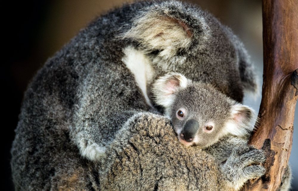 5 Fakta Koala yang Jarang Diketahui, Hewan yang Gemar Tidur! 5 Fakta Koala yang Jarang Diketahui, Hewan yang Gemar Tidur!