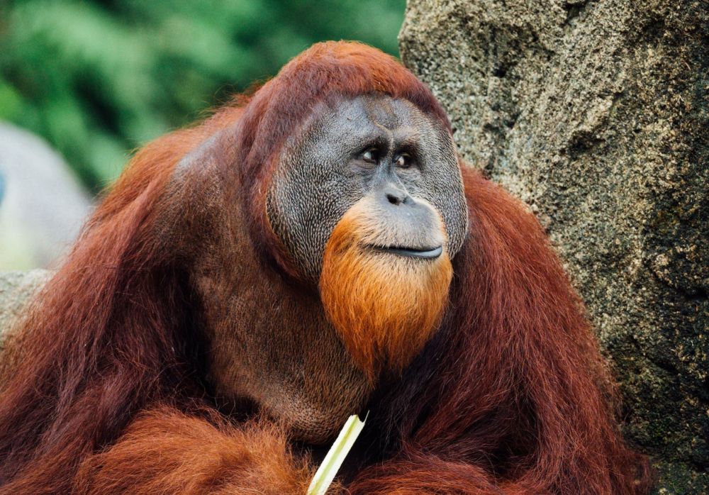 5 Fakta Orang Utan yang Jarang Diketahui, Sudah Tahu?