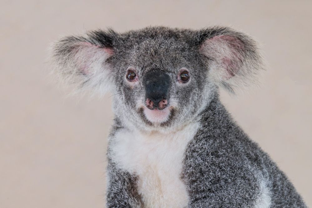 5 Fakta Koala yang Jarang Diketahui, Hewan yang Gemar Tidur! 5 Fakta Koala yang Jarang Diketahui, Hewan yang Gemar Tidur!