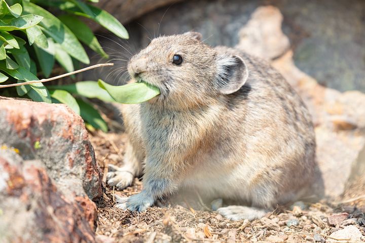 5 Makanan Kesukaan Pika, Bukan Cuma Rumput!
