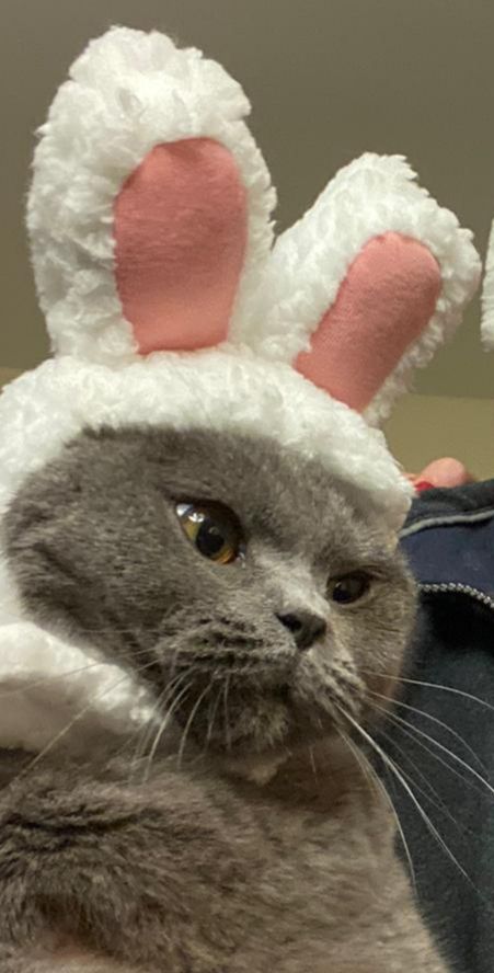 10 Potret Kucing Gemoy Pakai Telinga Kelinci, Imut Banget!