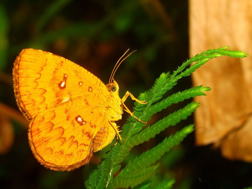 5 Fakta Famili Callidulidae, Ngengat Berwarna Menarik