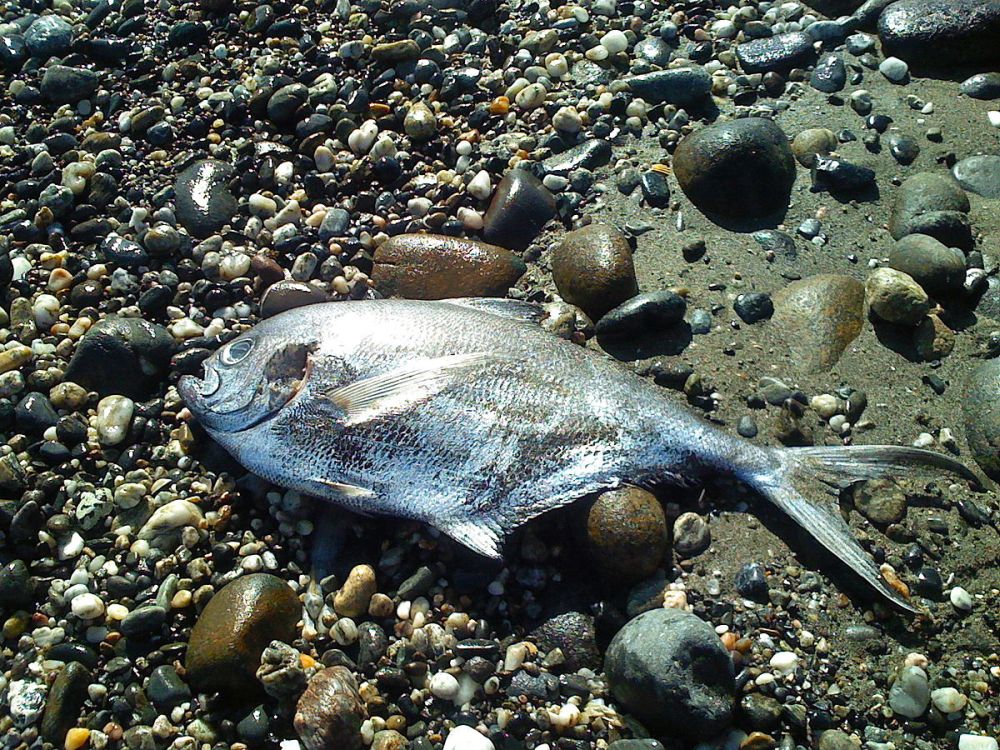 5 Fakta Famili Bramidae, Keluarga Kakap Laut