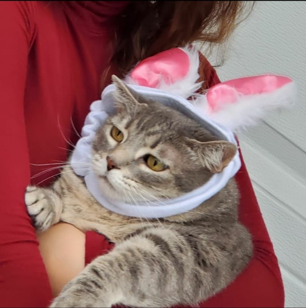 10 Potret Kucing Gemoy Pakai Telinga Kelinci, Imut Banget!