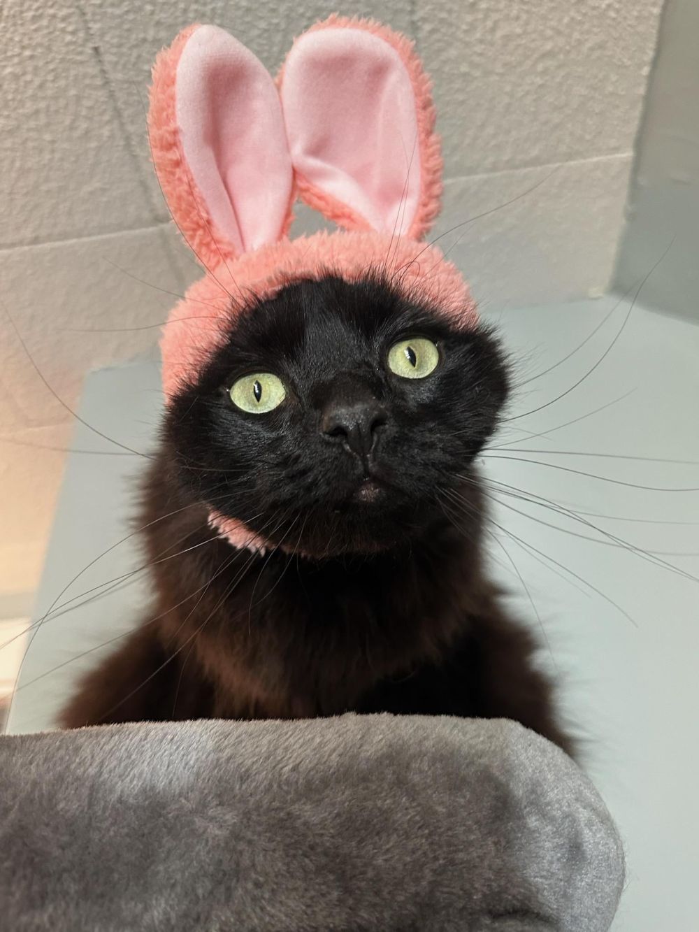 10 Potret Kucing Gemoy Pakai Telinga Kelinci, Imut Banget!