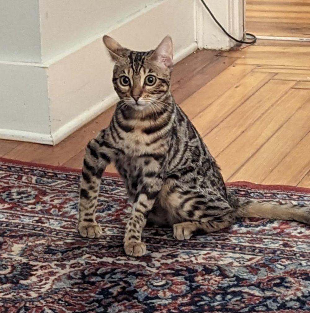 Potret Hewan Peliharaan Duduk dengan Gaya Aneh, Kocak Banget