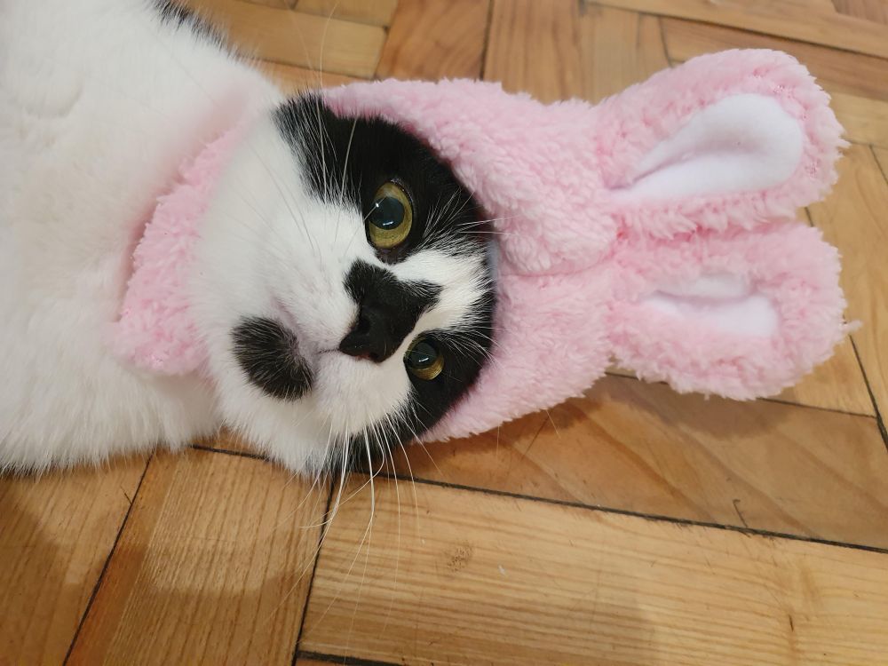 10 Potret Kucing Gemoy Pakai Telinga Kelinci, Imut Banget!