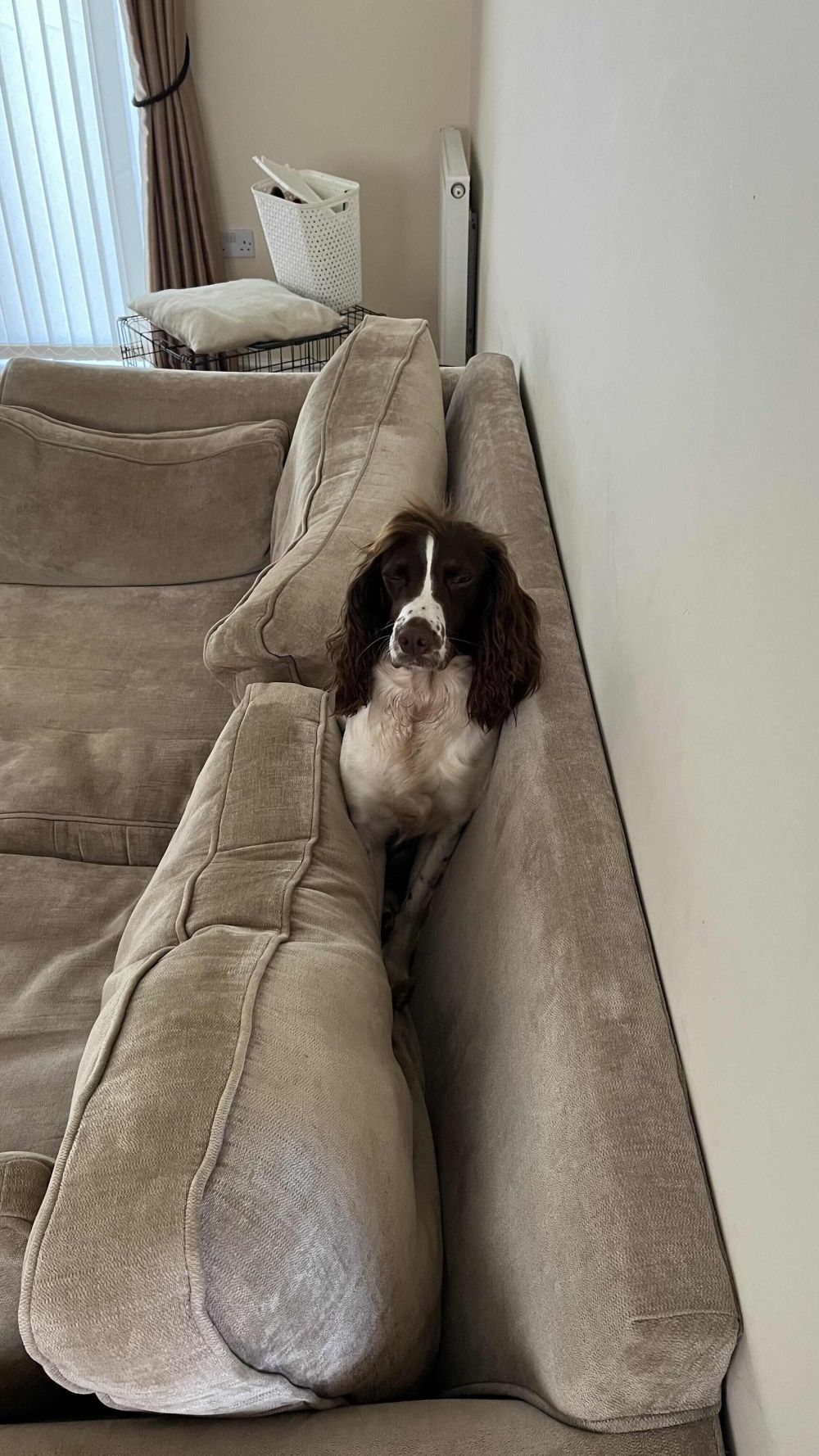 Potret Hewan Peliharaan Duduk dengan Gaya Aneh, Kocak Banget