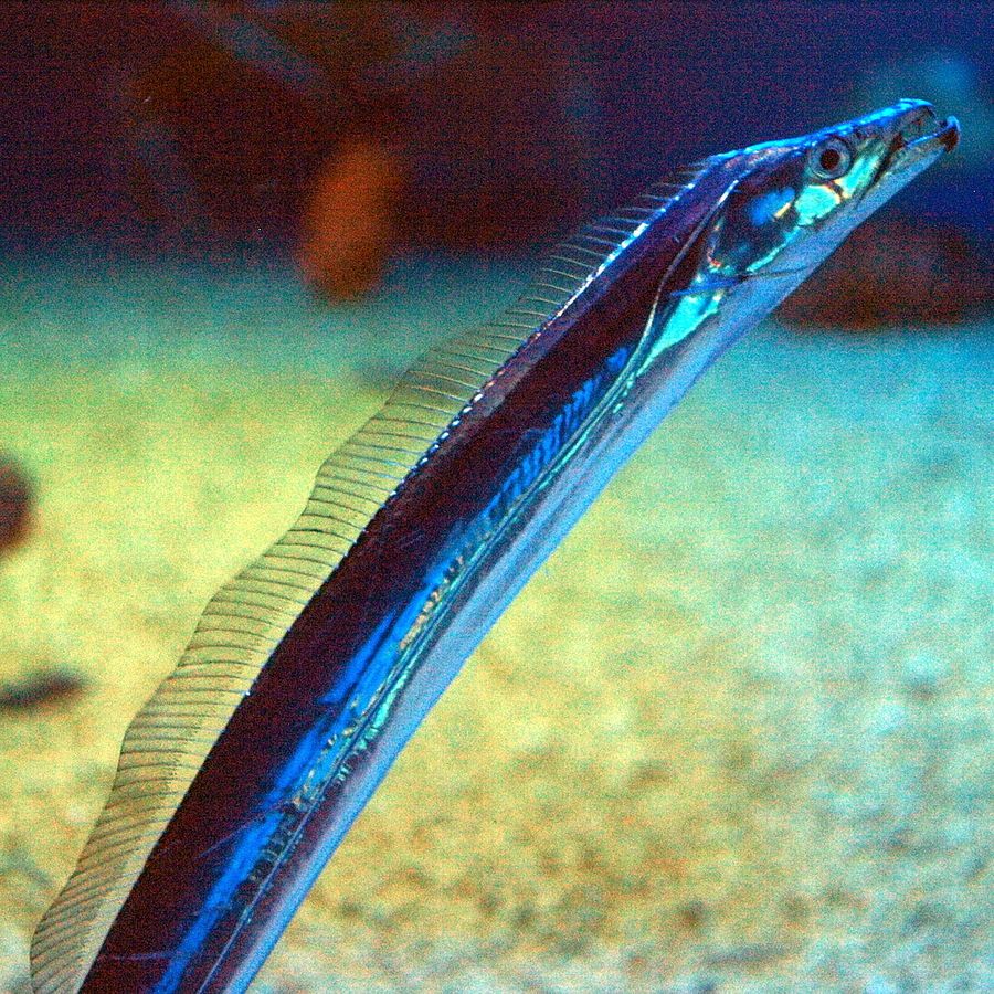 5 Fakta Ikan Famili Trichiuridae