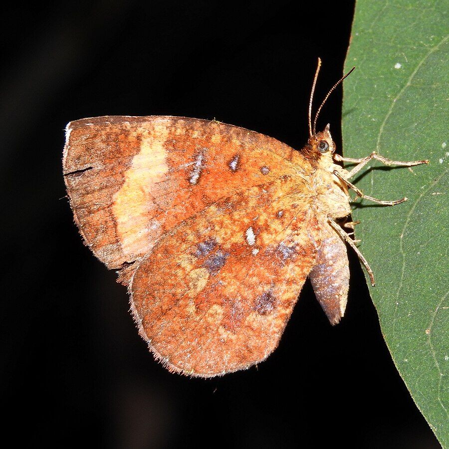 5 Fakta Famili Callidulidae, Ngengat Berwarna Menarik