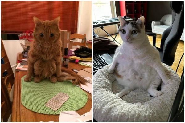 Potret Hewan Peliharaan Duduk dengan Gaya Aneh, Kocak Banget