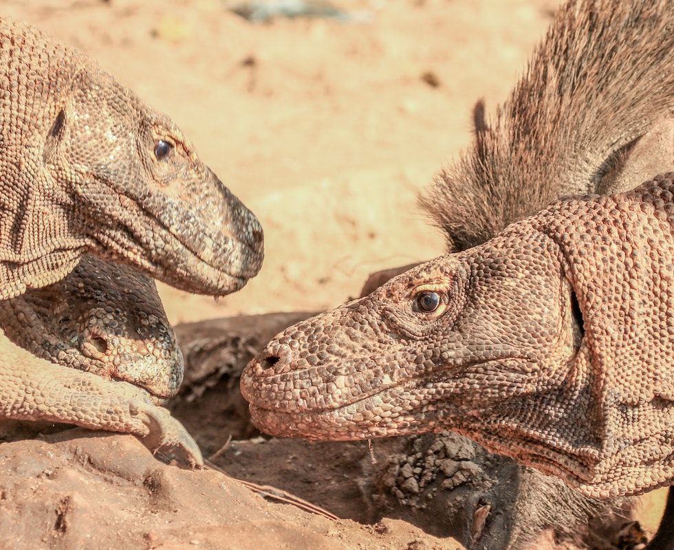 7 Fakta Unik Komodo, Hewan Purba yang Masih Hidup