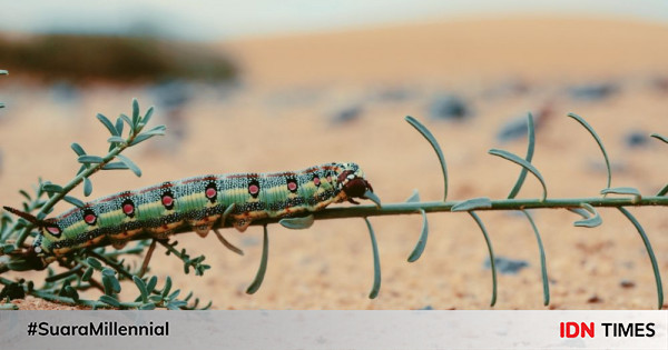 5 Fakta Unik Ulat, Memiliki 4.000 Otot di Tubuhnya