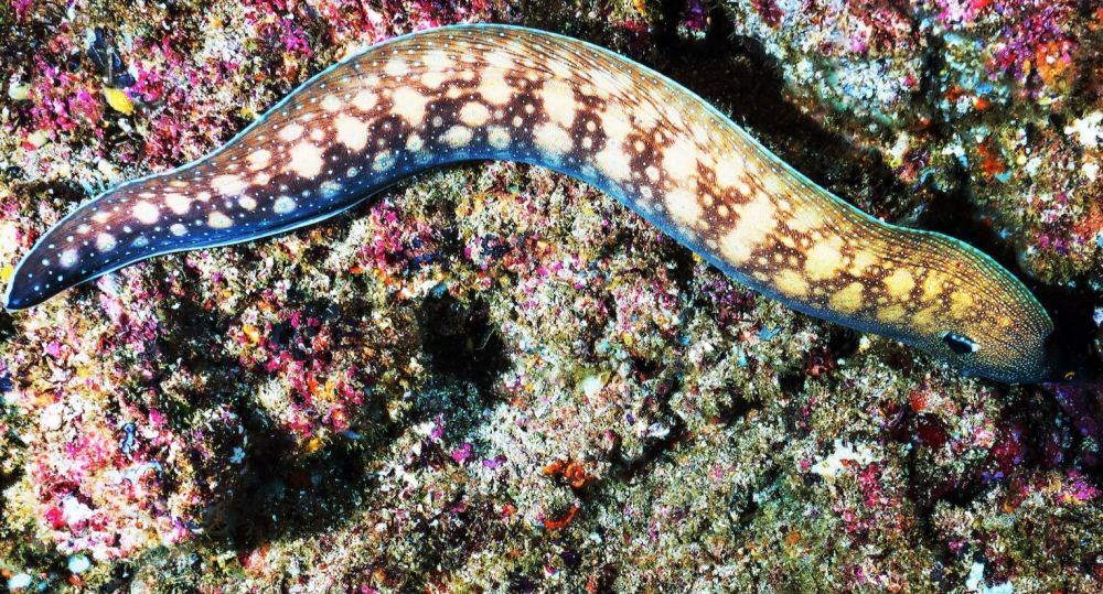 5 Fakta Menarik Tentang Hewan Belut, Hewan Air yang Licin!