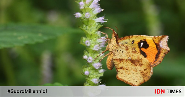 5 Fakta Famili Callidulidae, Ngengat Berwarna Menarik