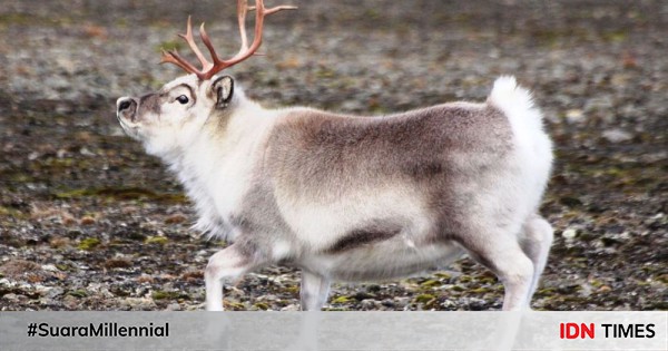 5 Fakta Unik Svalbard Reindeer, Rusa Kutub Termungil