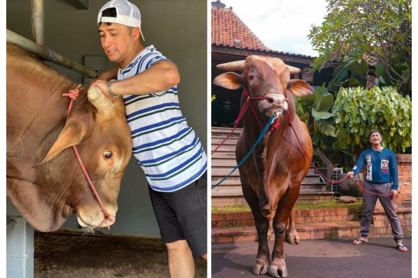 8 Potret Irfan Hakim dan Wariso, Sapi Kurban Jumbo Miliknya