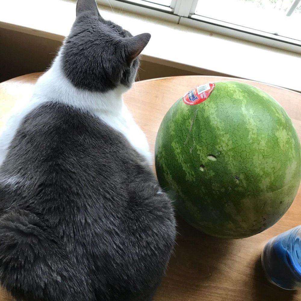 10 Potret Kucing Cosplay Jadi Semangka, Mirip Banget!