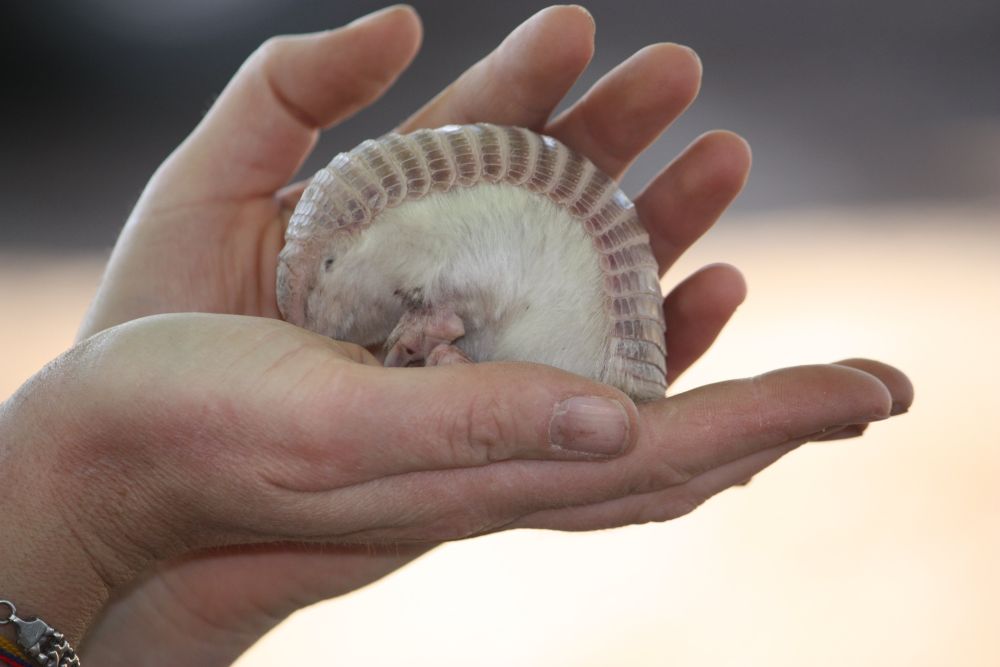 5 Fakta Pink Fairy Armadillo, Spesies Armadillo Terkecil