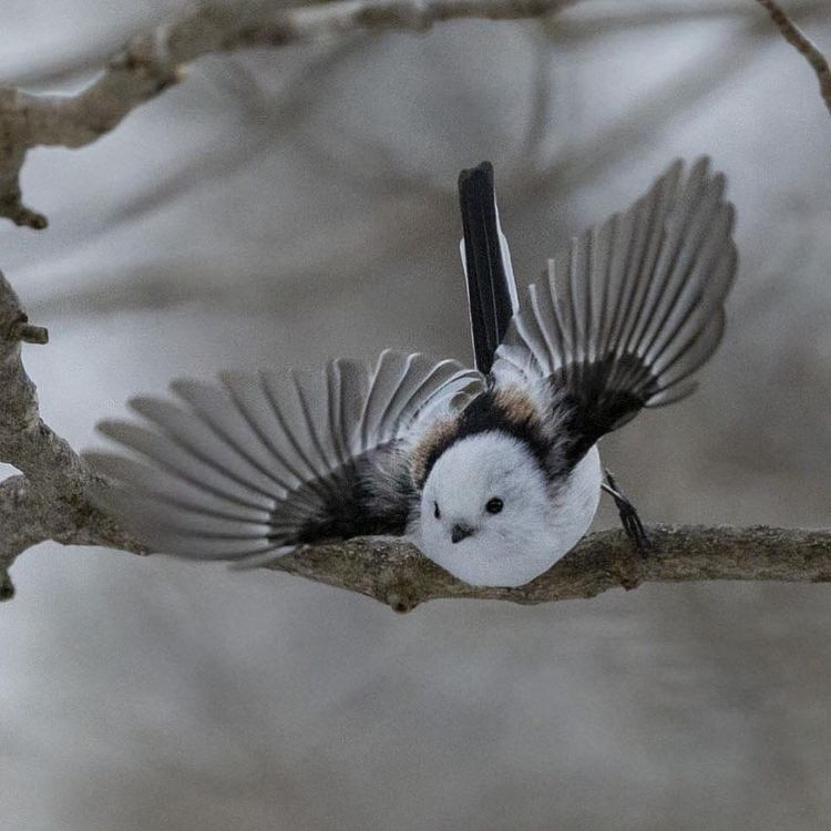 5 Fakta Shima Enaga, Burung yang Mirip Bola Kapas