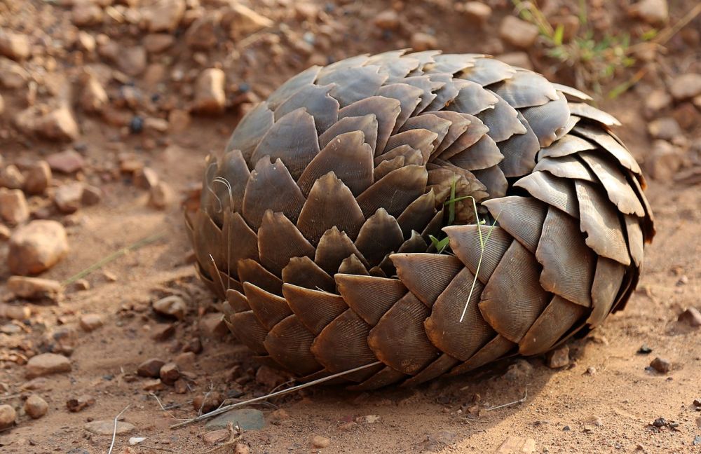 5 Fakta Menarik Trenggiling, Mamalia yang Memiliki Sisik