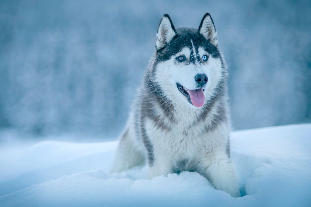 6 Fakta Husky Siberia, Mereka Memiliki Mata Biru yang Langka