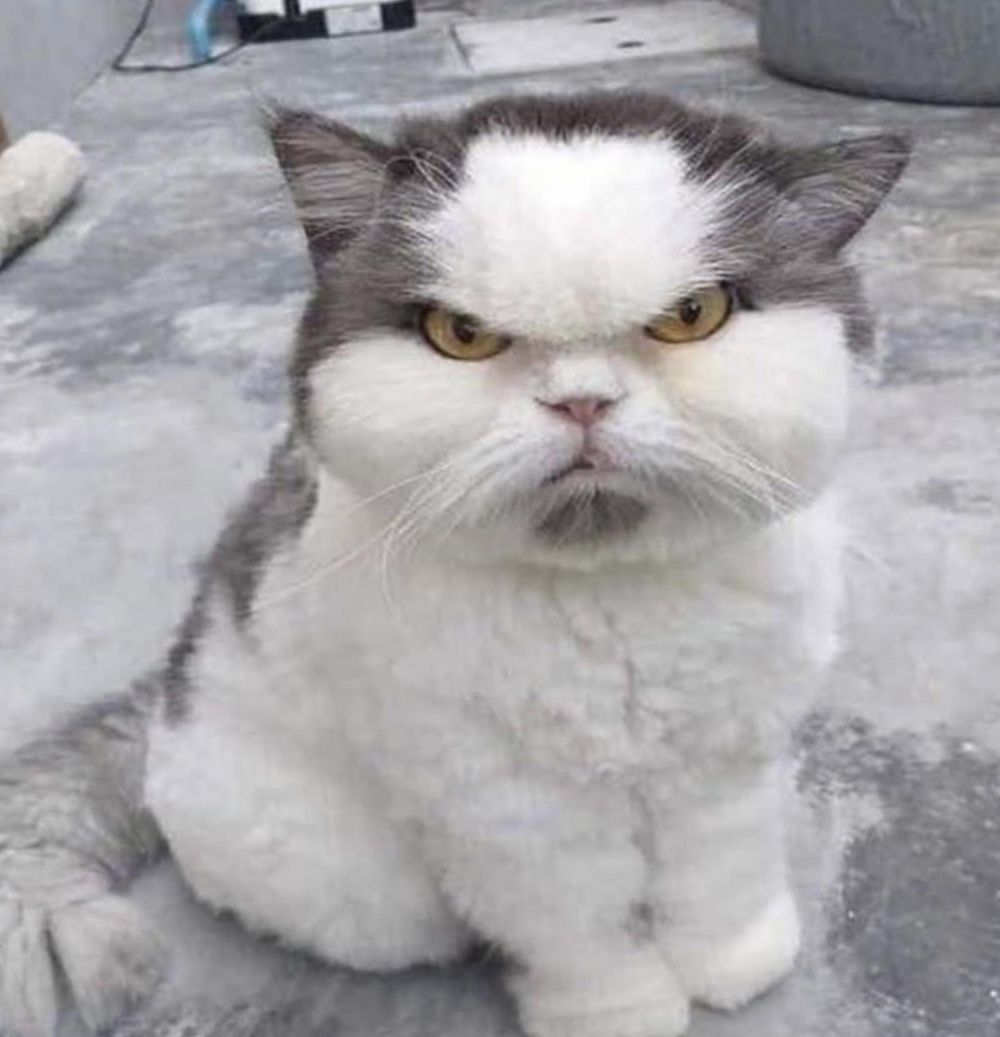 10 Foto Lucu Kucing Marah, kok Malah Gemas?