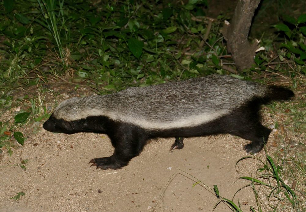 6 Fakta Menarik Ratel, Mereka adalah Pengganggu yang Agresif