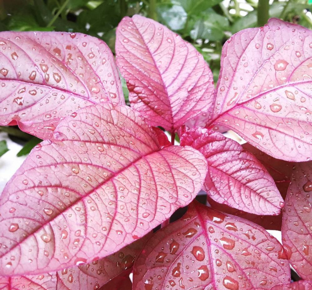 5 Tanaman Hias Daun Merah yang Ideal dalam Pot Kecil