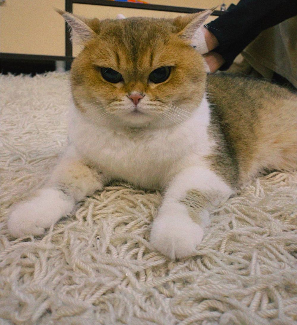 10 Foto Lucu Kucing Marah, kok Malah Gemas?