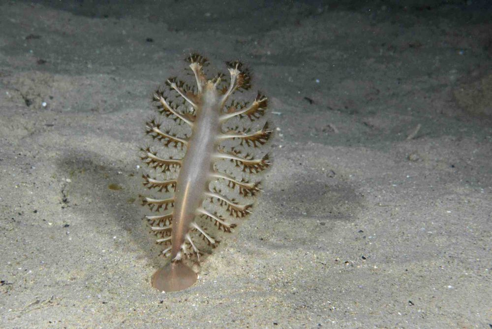 11 Fakta Ordo Pennatulacea, Kelompok Hewan yang Disebut Pena