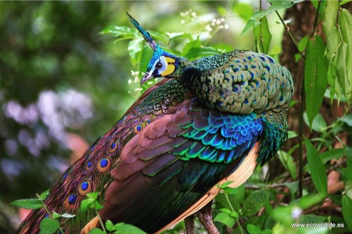 10 Fakta tentang Merak Hijau, Spesies Khas Pulau Jawa