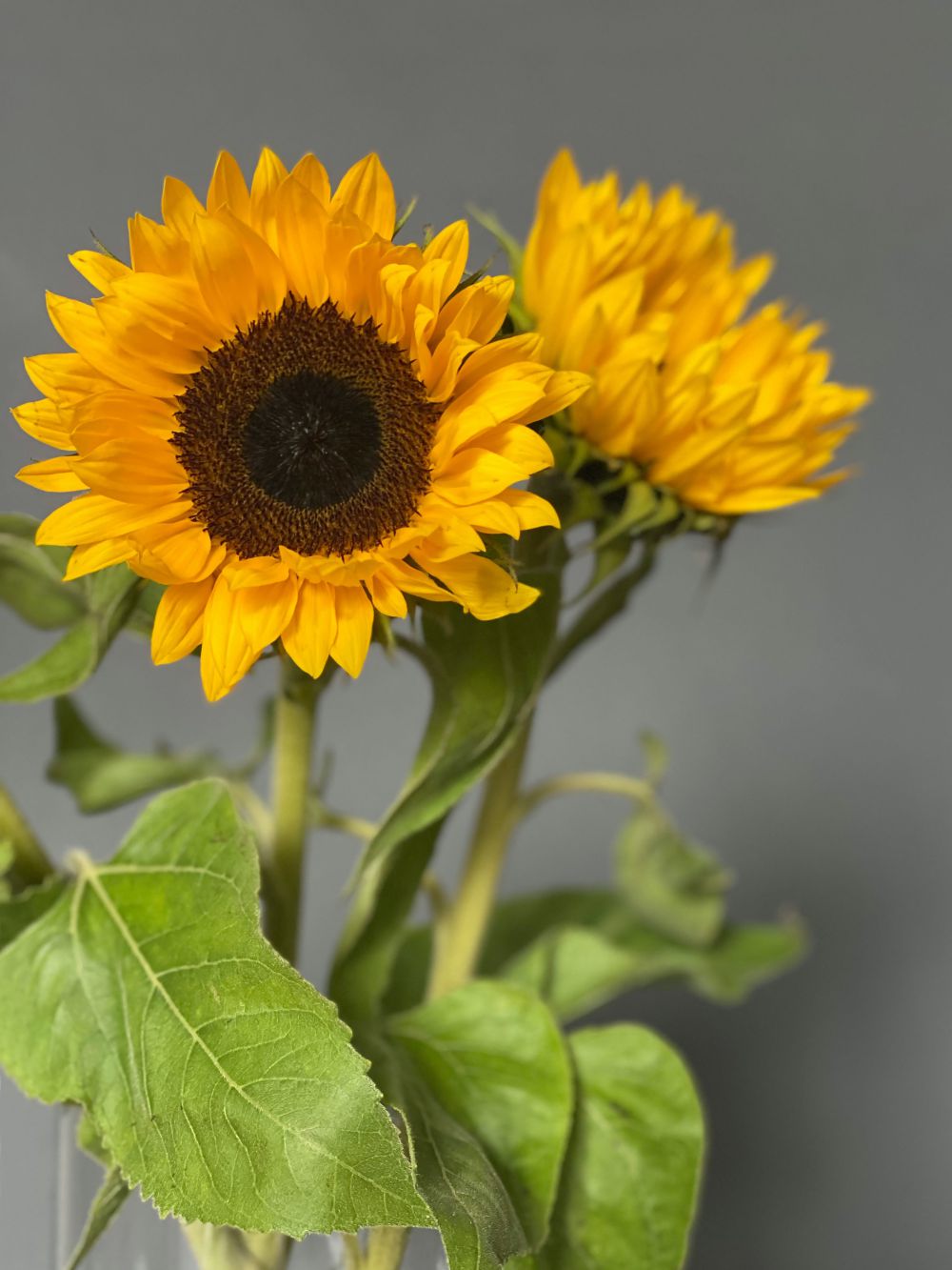 7 Rekomendasi Bunga yang Cocok buat Gebetan, Ada Maknanya!