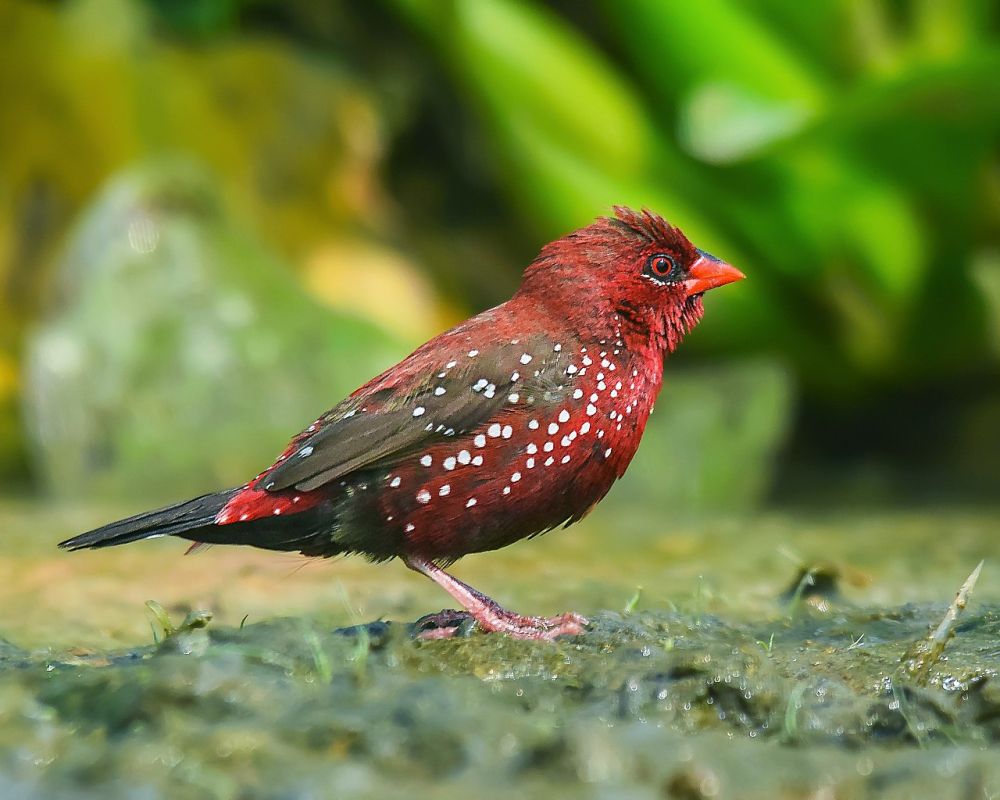 9 Fakta Unik Red Avadavat, Burung dengan Corak Mirip Strober