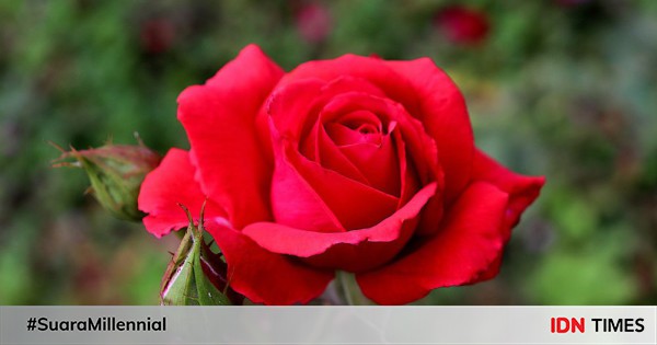 [PUISI] Bak Bunga Mawar yang Baru Mekar