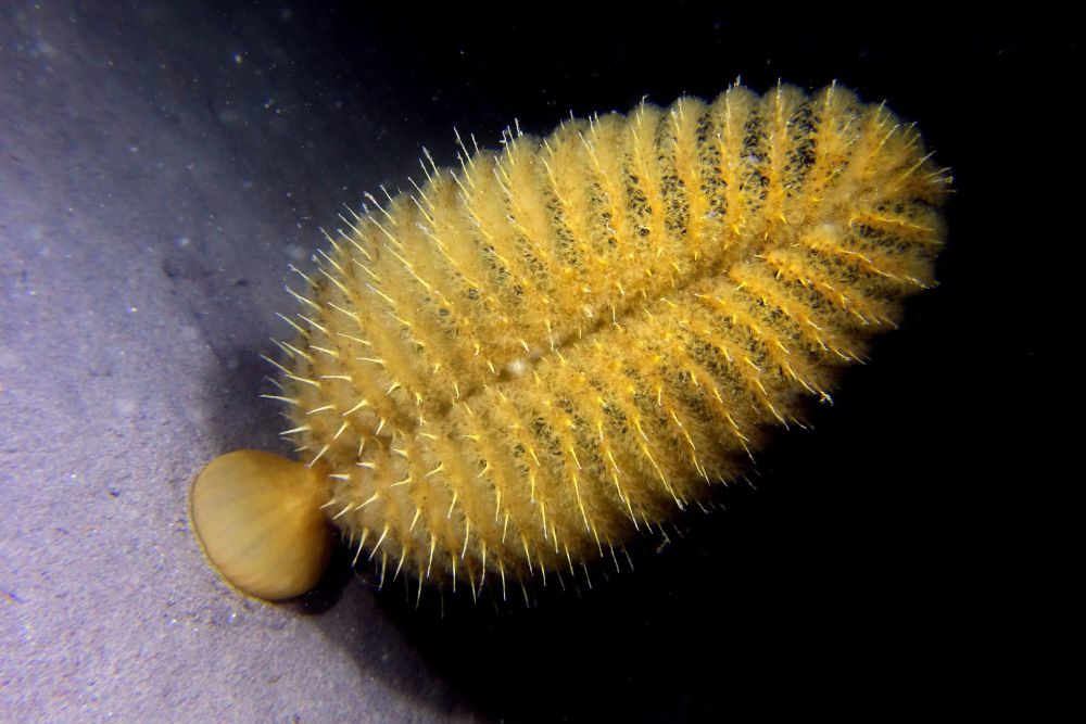 11 Fakta Ordo Pennatulacea, Kelompok Hewan yang Disebut Pena