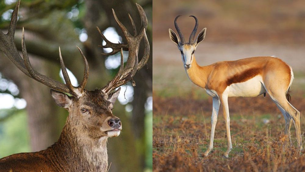 Perbedaan Antara Rusa dengan Antelop