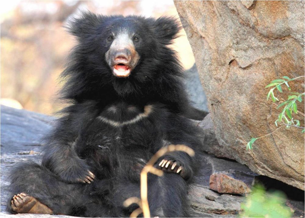 6 Fakta Menarik Beruang Sloth, Memakan Rayap dan Semut!