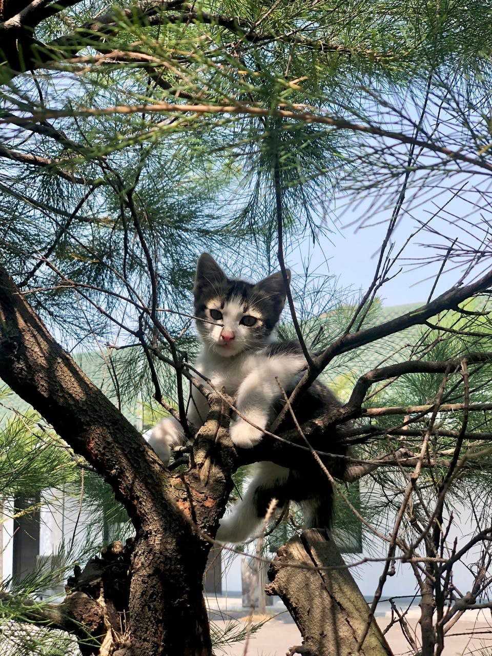 Potret Kucing Lagi Nyantai Gak Kenal Tempat Potret Kucing Lagi Nyantai Gak Kenal Tempat